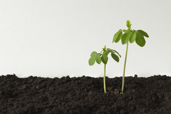 About the Amazing Moringa Tree | Arizona SummerWinds Nursery