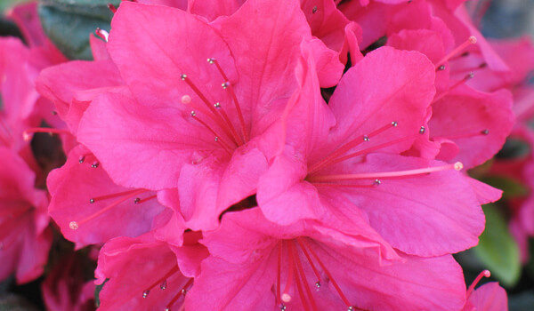 All About Azaleas | Varieties and Care - SummerWinds