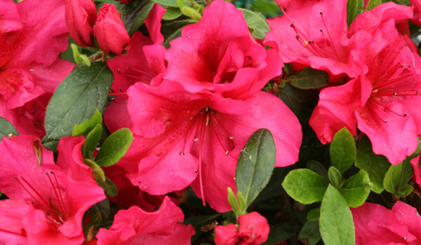 All About Azaleas | Varieties and Care - SummerWinds
