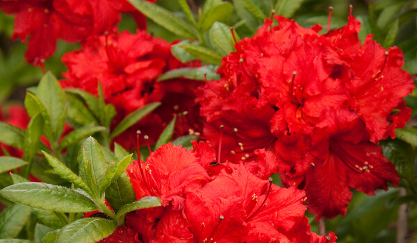 All About Azaleas | Varieties and Care - SummerWinds
