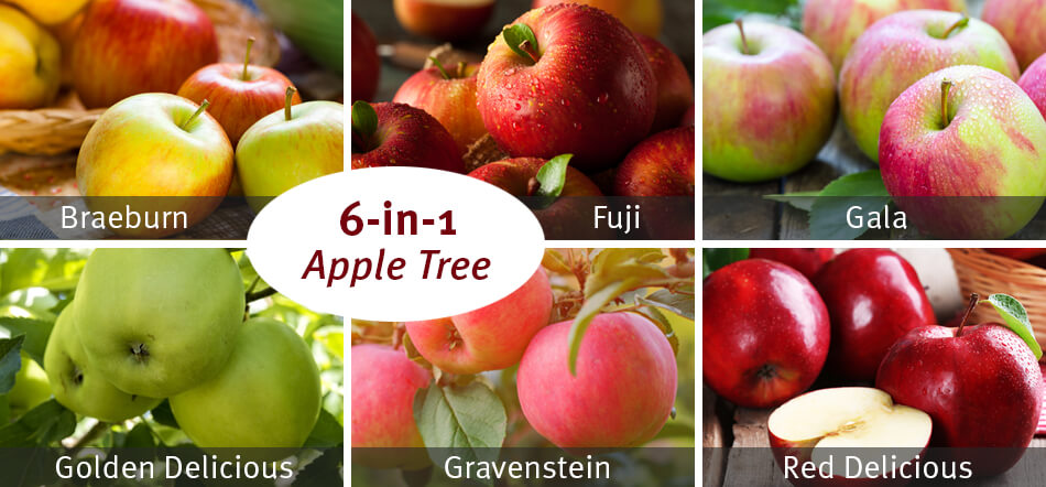 2019 Bare Root Fruit Trees | Tree Types & More - SummerWinds