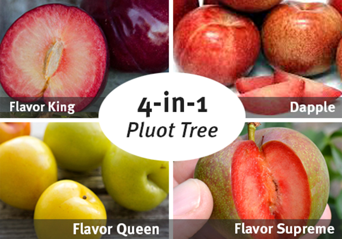 2019 Bare Root Fruit Trees | Tree Types & More - SummerWinds