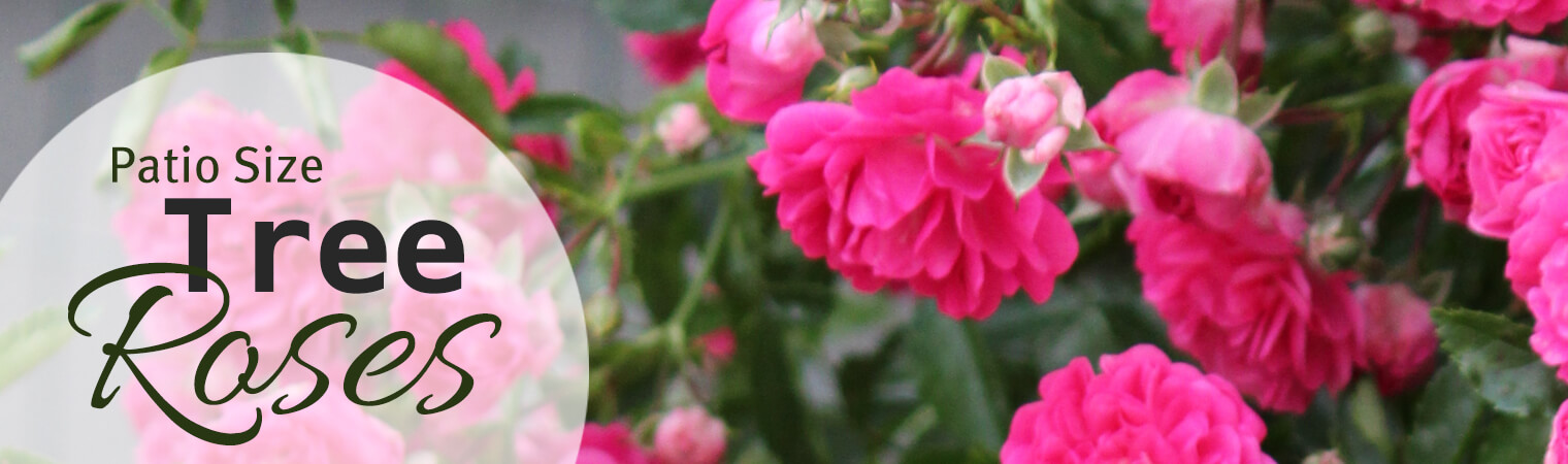 Patio Tree Rose Varieties | California | SummerWinds Nursery